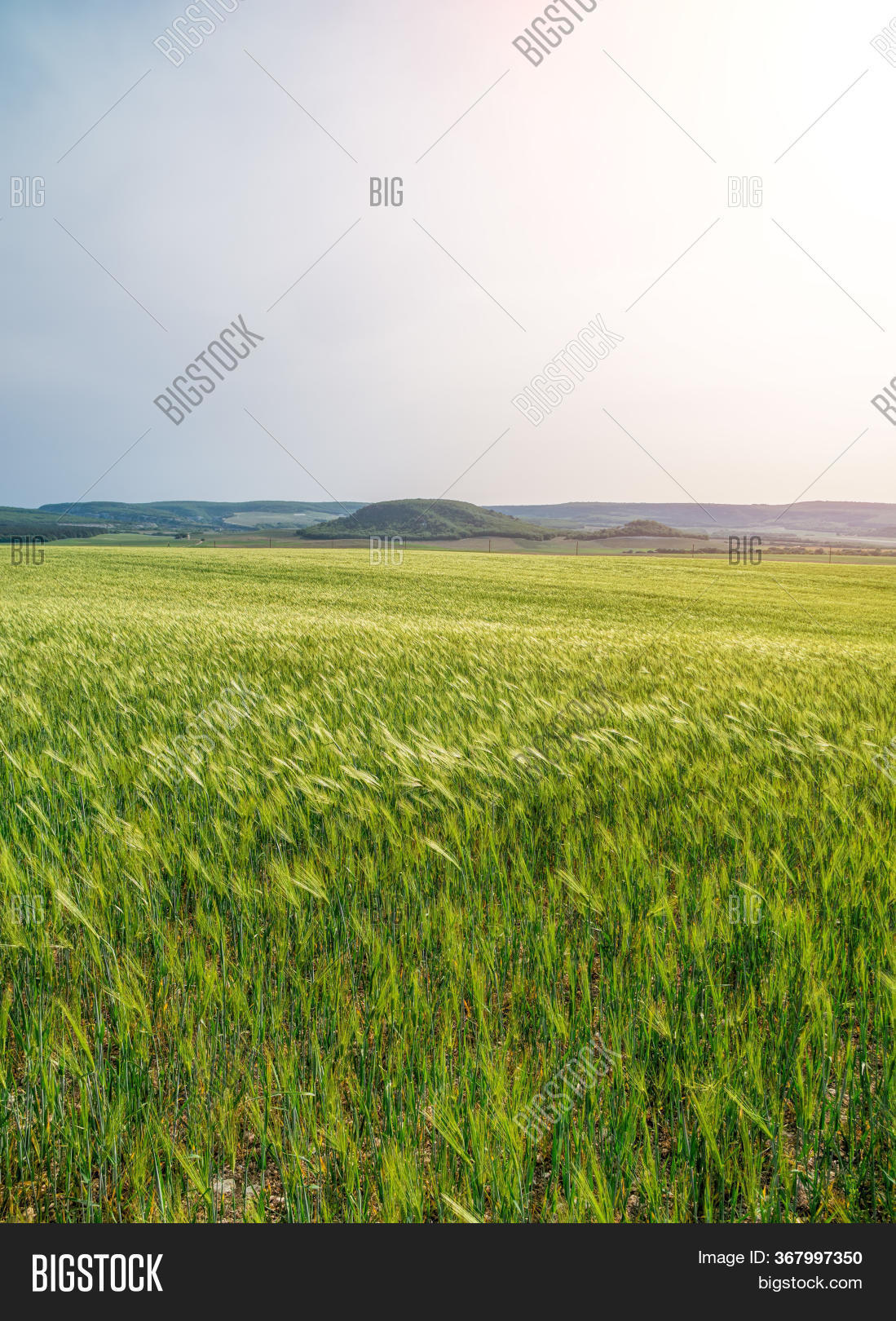 Green Wheat Field Image & Photo (Free Trial) | Bigstock