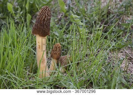 Growing Morels Forest Image & Photo (Free Trial) | Bigstock