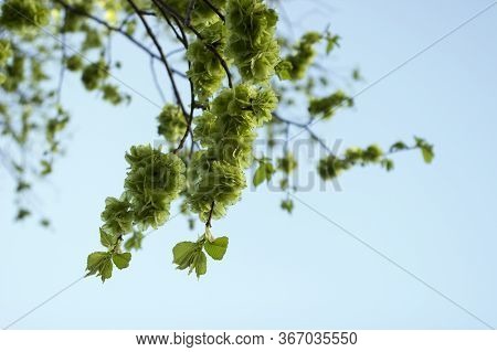 Branches Elm Tree Image & Photo (Free Trial) | Bigstock