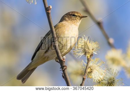 Common Chiffchaff ( Image & Photo (Free Trial) | Bigstock