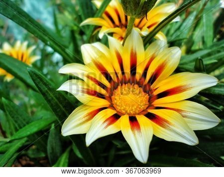 Beautiful Flor De Mar Image & Photo (Free Trial) | Bigstock