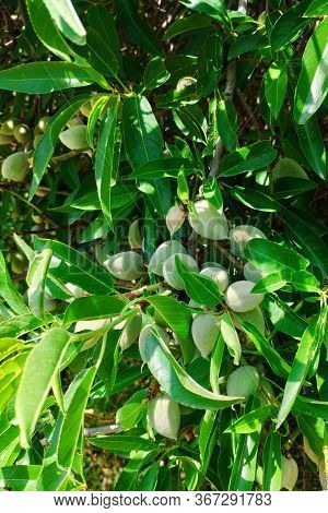 Unripe Almonds On Image & Photo (Free Trial) | Bigstock