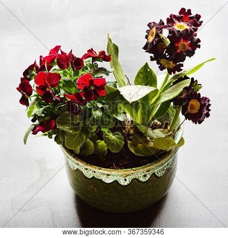 Spring Flowers Pot Image & Photo (Free Trial) | Bigstock