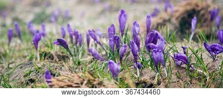 Wild Crocus Flowers Image & Photo (Free Trial) | Bigstock