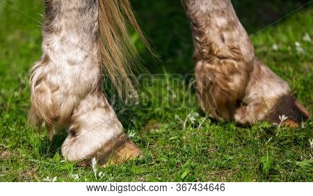 Horse Hooves On Green Image & Photo (Free Trial) | Bigstock