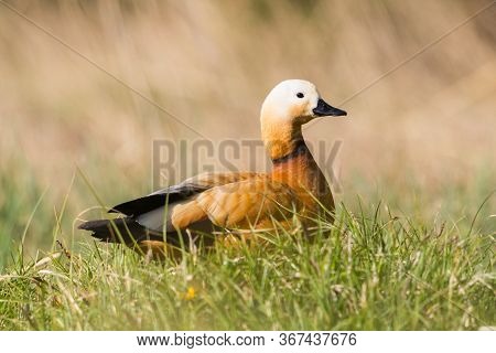One Ruddy Shelduck ( Image & Photo (Free Trial) | Bigstock