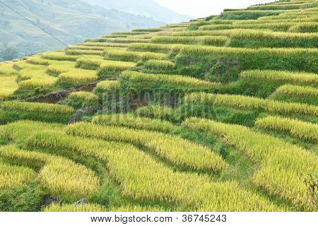Rice Terraces Image & Photo (Free Trial) | Bigstock