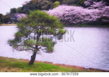 Single Evergreen Tree Image & Photo (Free Trial) | Bigstock
