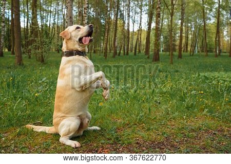 White Labrador Image & Photo (Free Trial) | Bigstock