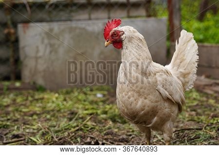 Chicken Standing On Image & Photo (Free Trial) | Bigstock