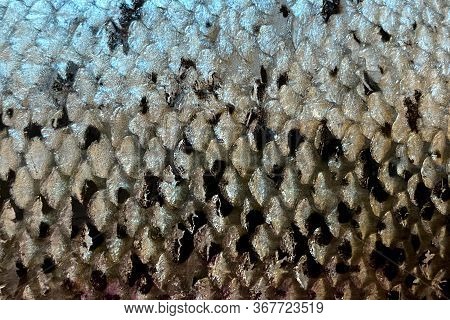 Salmon Scales. Close Image & Photo (Free Trial) | Bigstock