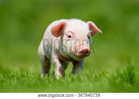 Funny Little Ping Image & Photo (Free Trial) | Bigstock