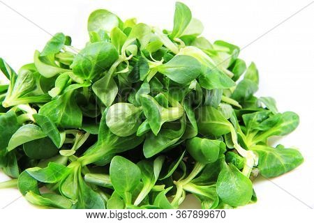 Lamb's Lettuce Image & Photo (Free Trial) | Bigstock