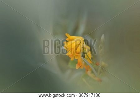 Close Shot Bears Ear Image & Photo (Free Trial) | Bigstock