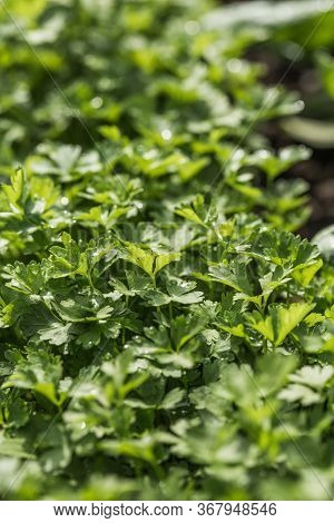 Parsley. Organic Fresh Image & Photo (Free Trial) | Bigstock