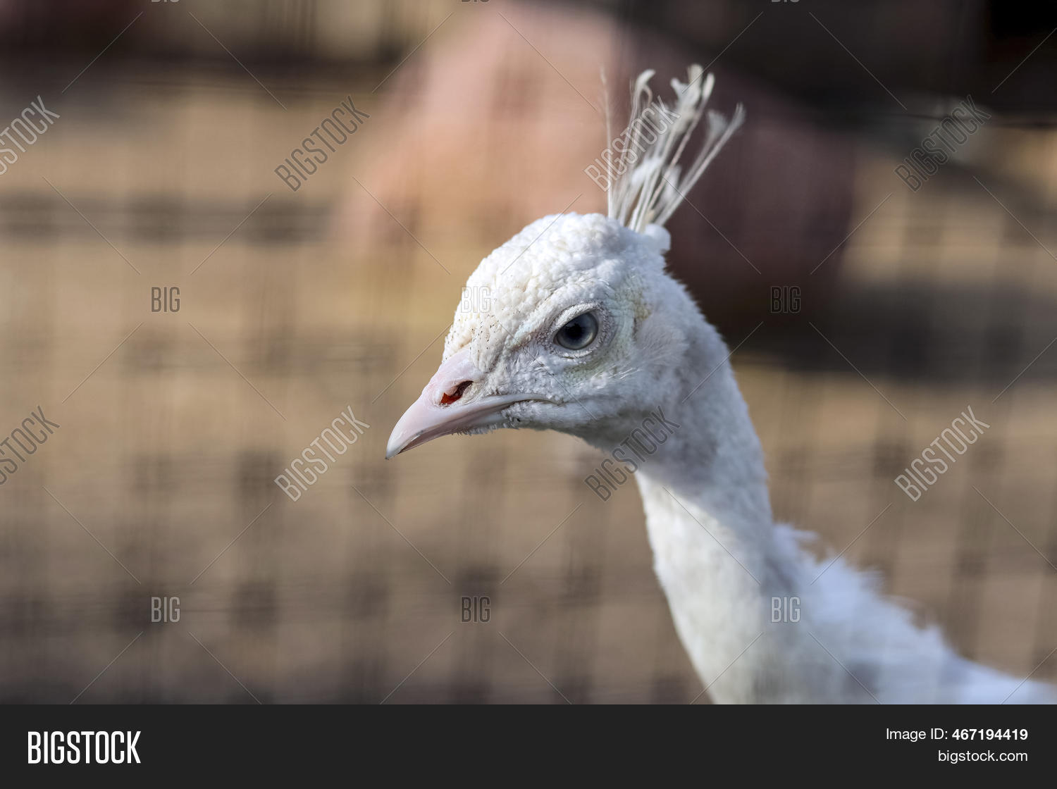 White Peacock. Image & Photo (Free Trial) | Bigstock
