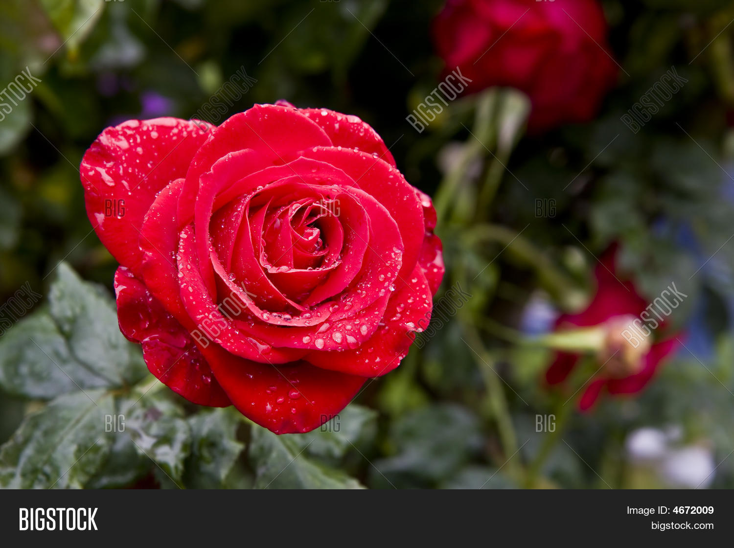 Dew Drops On Red Rose Image & Photo (Free Trial) | Bigstock