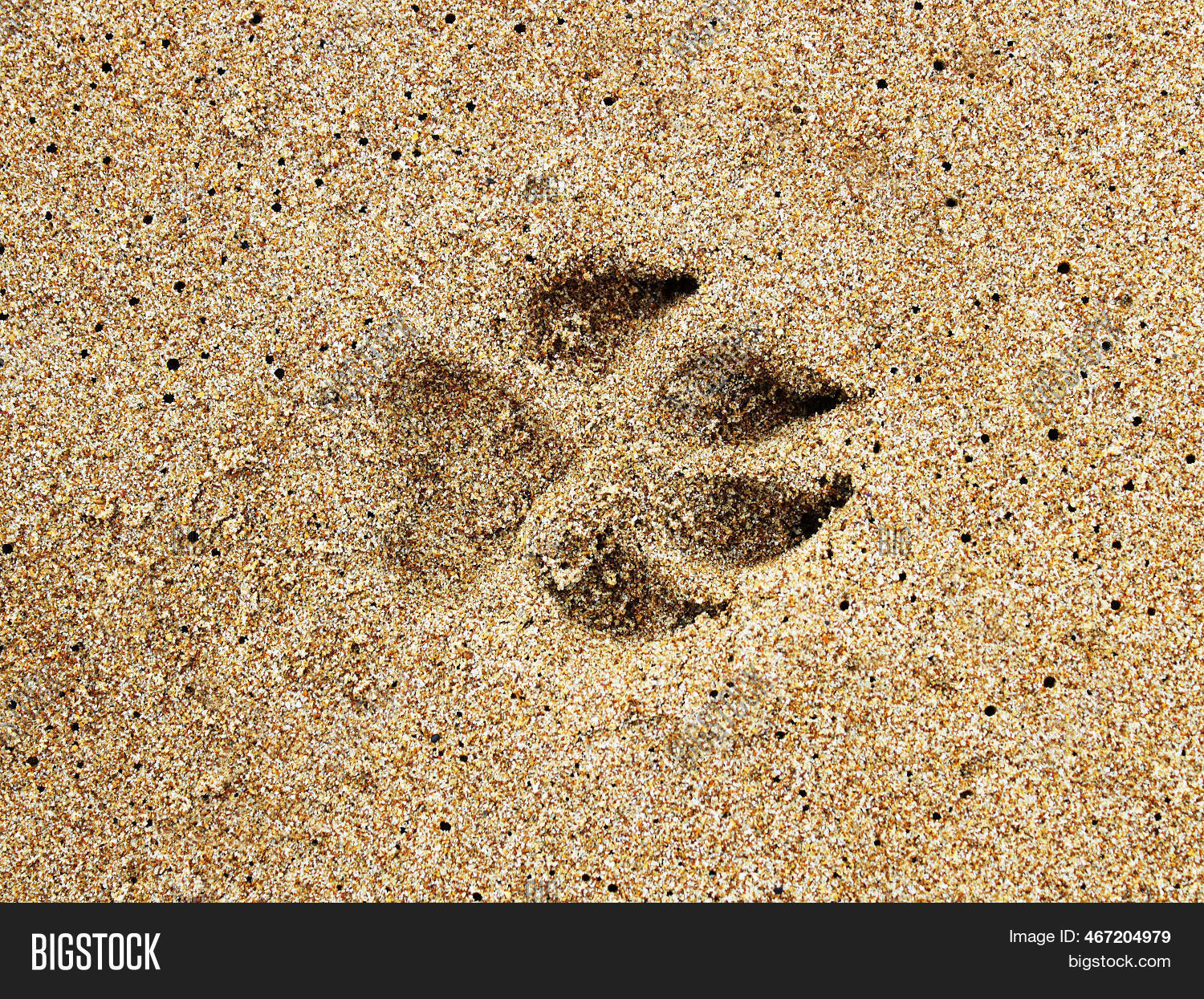 Footprint Paw Beast Image & Photo (Free Trial) | Bigstock