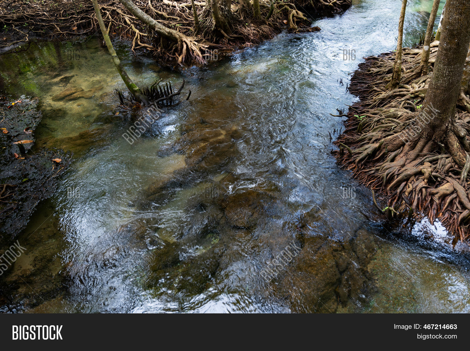 Amazing Tree Roots Image & Photo (Free Trial) | Bigstock