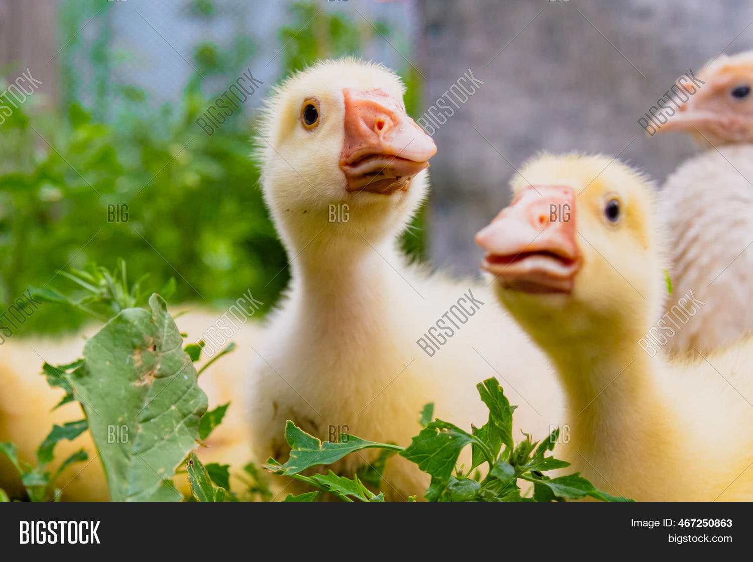 Gosling. Poultry Farm Image & Photo (Free Trial) | Bigstock