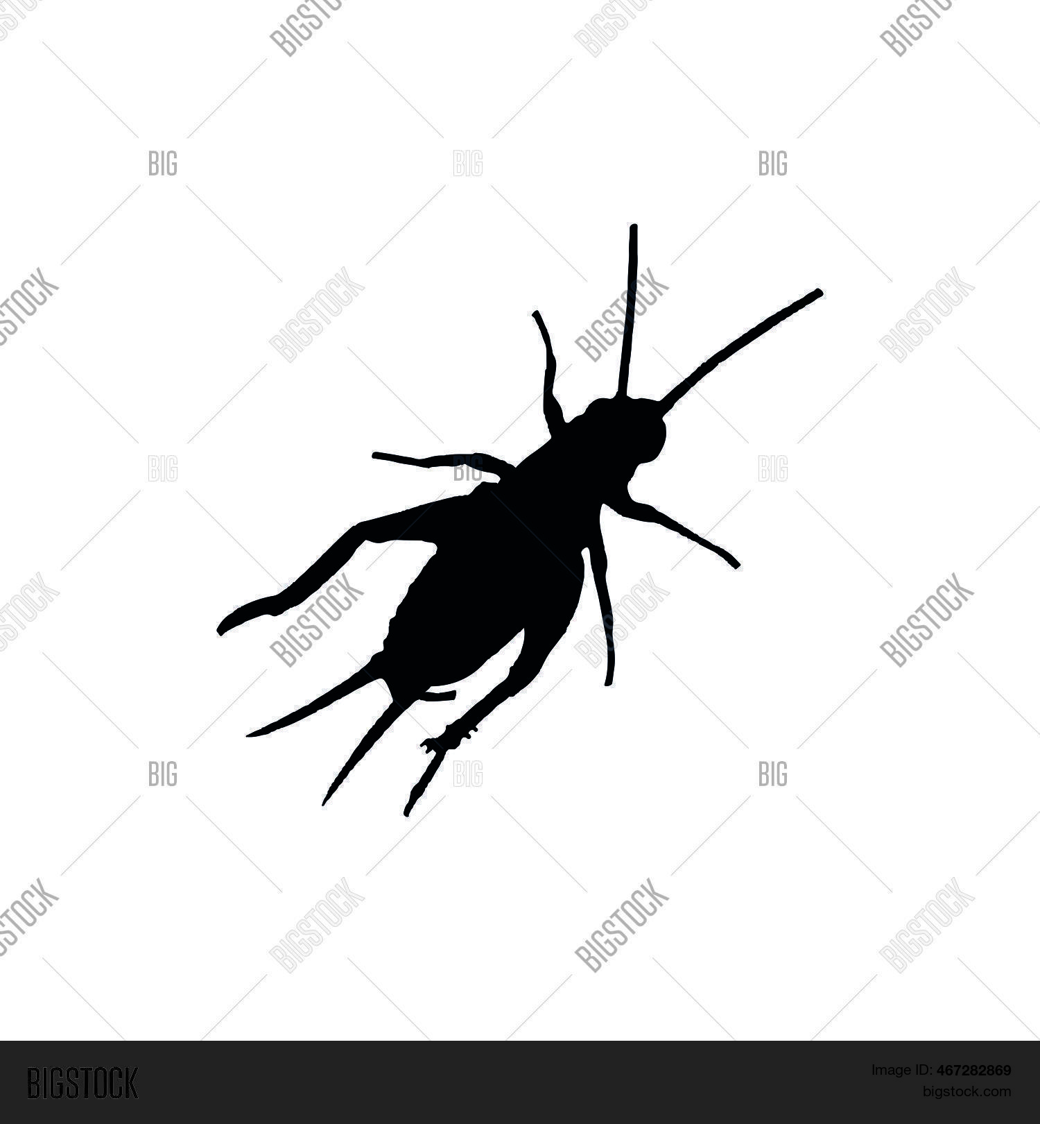 Cricket Insect Icon. Vector & Photo (Free Trial) | Bigstock