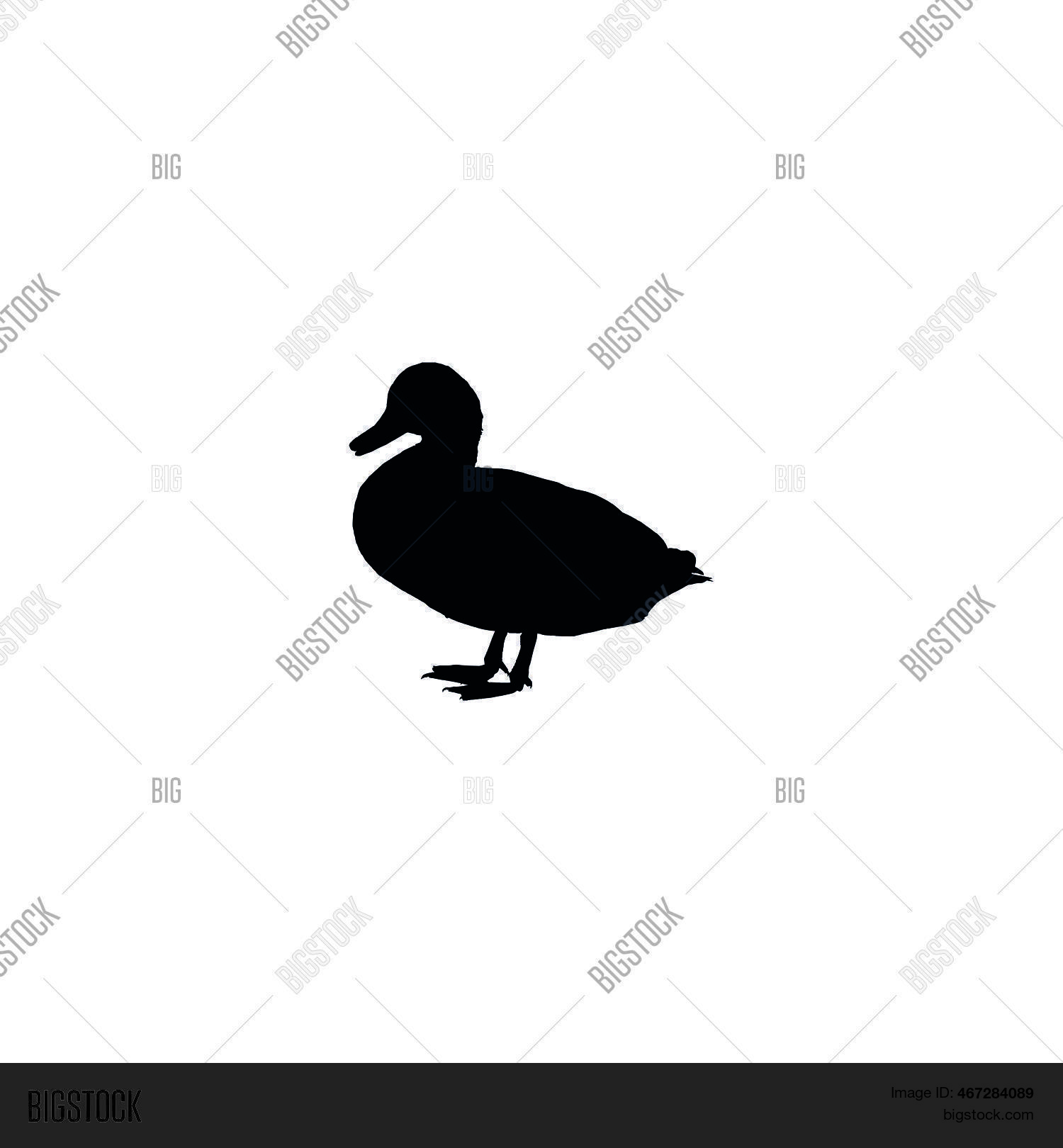 Duck Icon. Simple Vector & Photo (Free Trial) | Bigstock