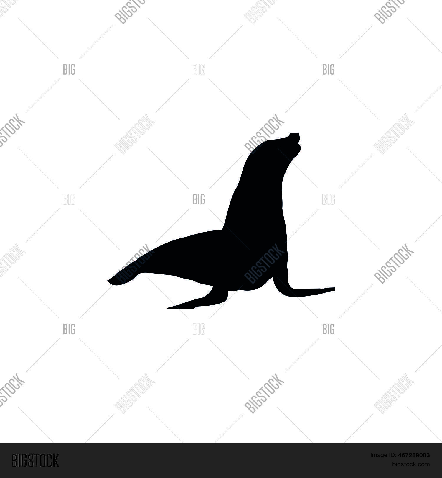 Harbor Seal Icon. Vector & Photo (Free Trial) | Bigstock