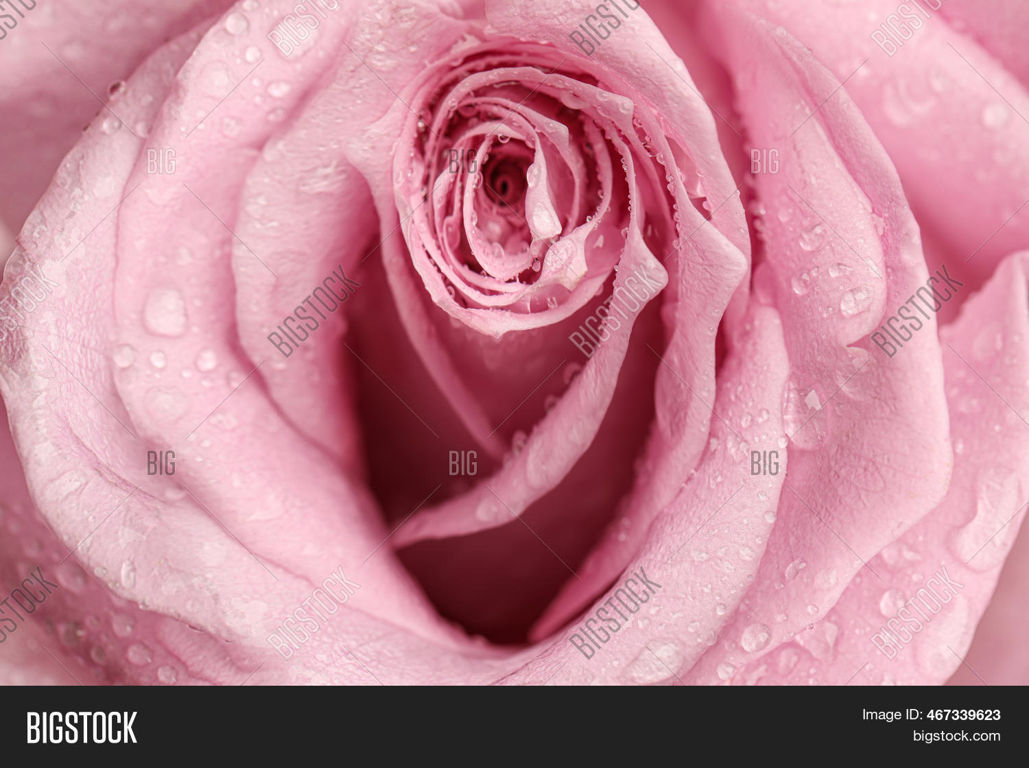 Erotic Metaphor. Rose Image & Photo (Free Trial) | Bigstock