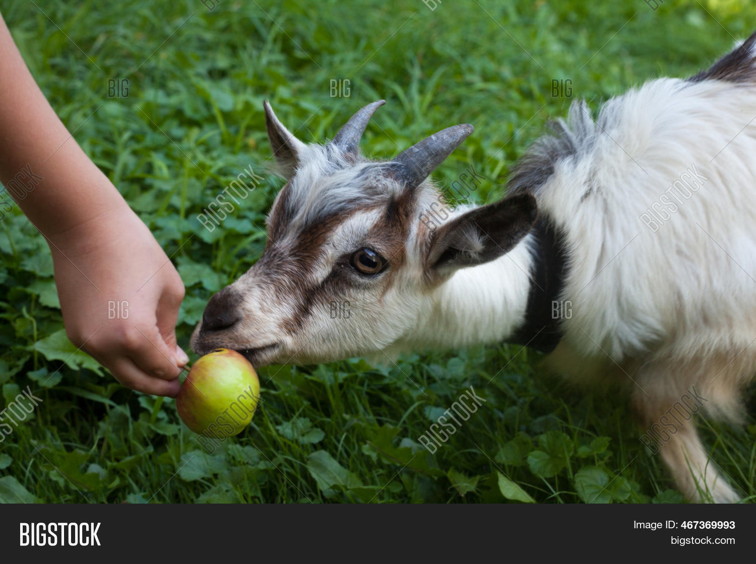 Kid Goat Apple. Child' Image & Photo (Free Trial) | Bigstock