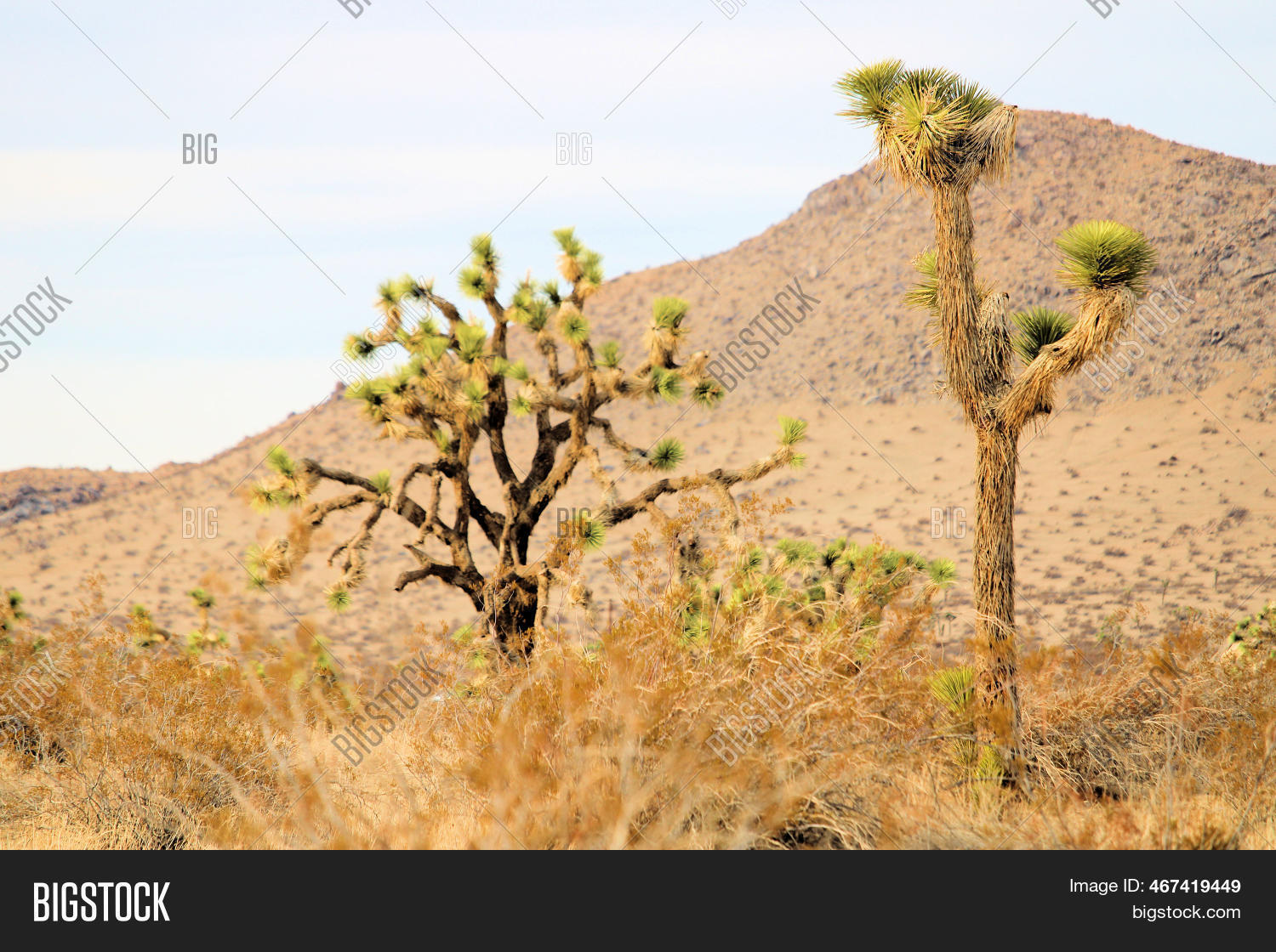 Old Growth Joshua Image & Photo (Free Trial) | Bigstock