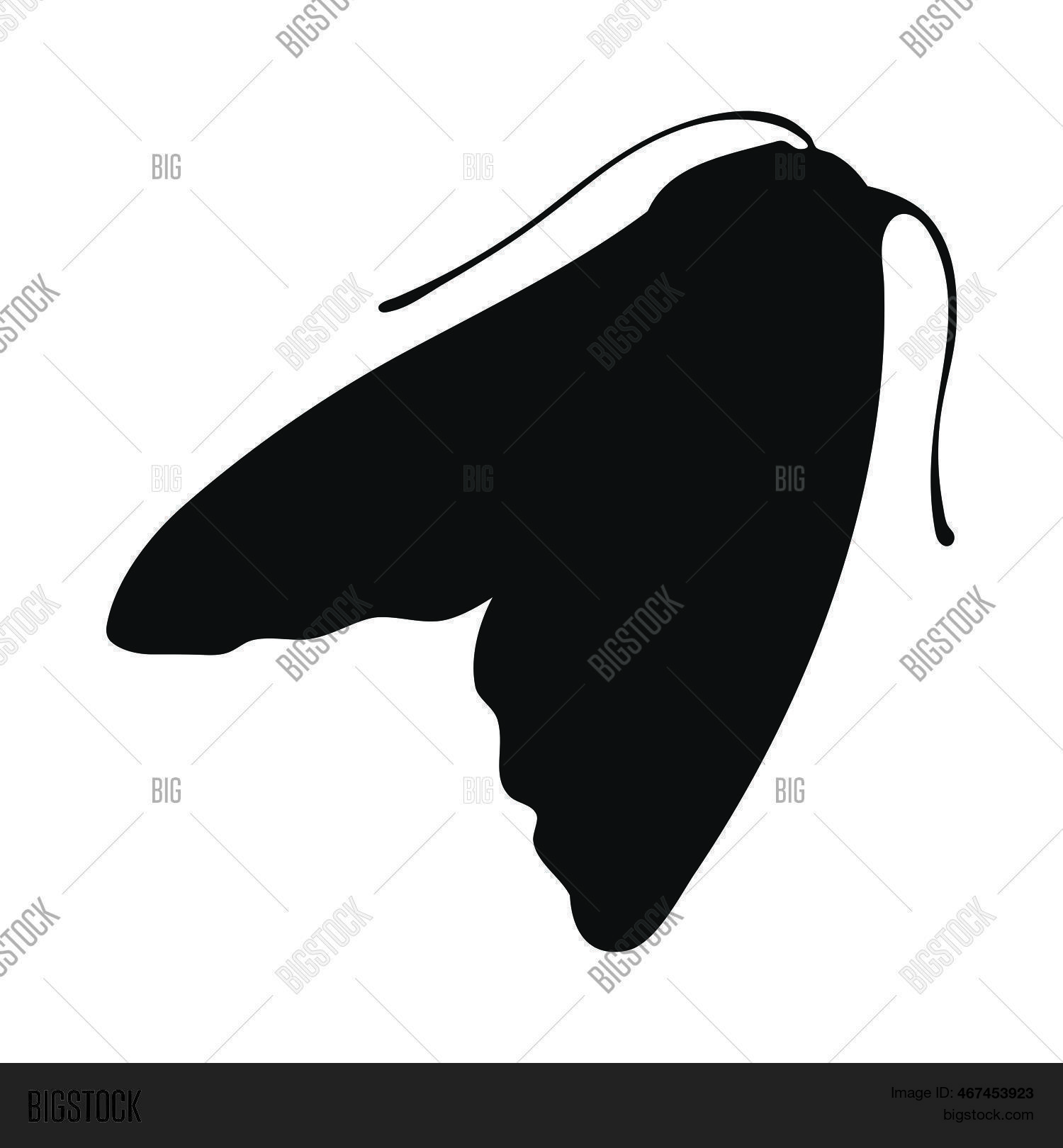 Silhouette Moth. Moth Vector & Photo (Free Trial) | Bigstock