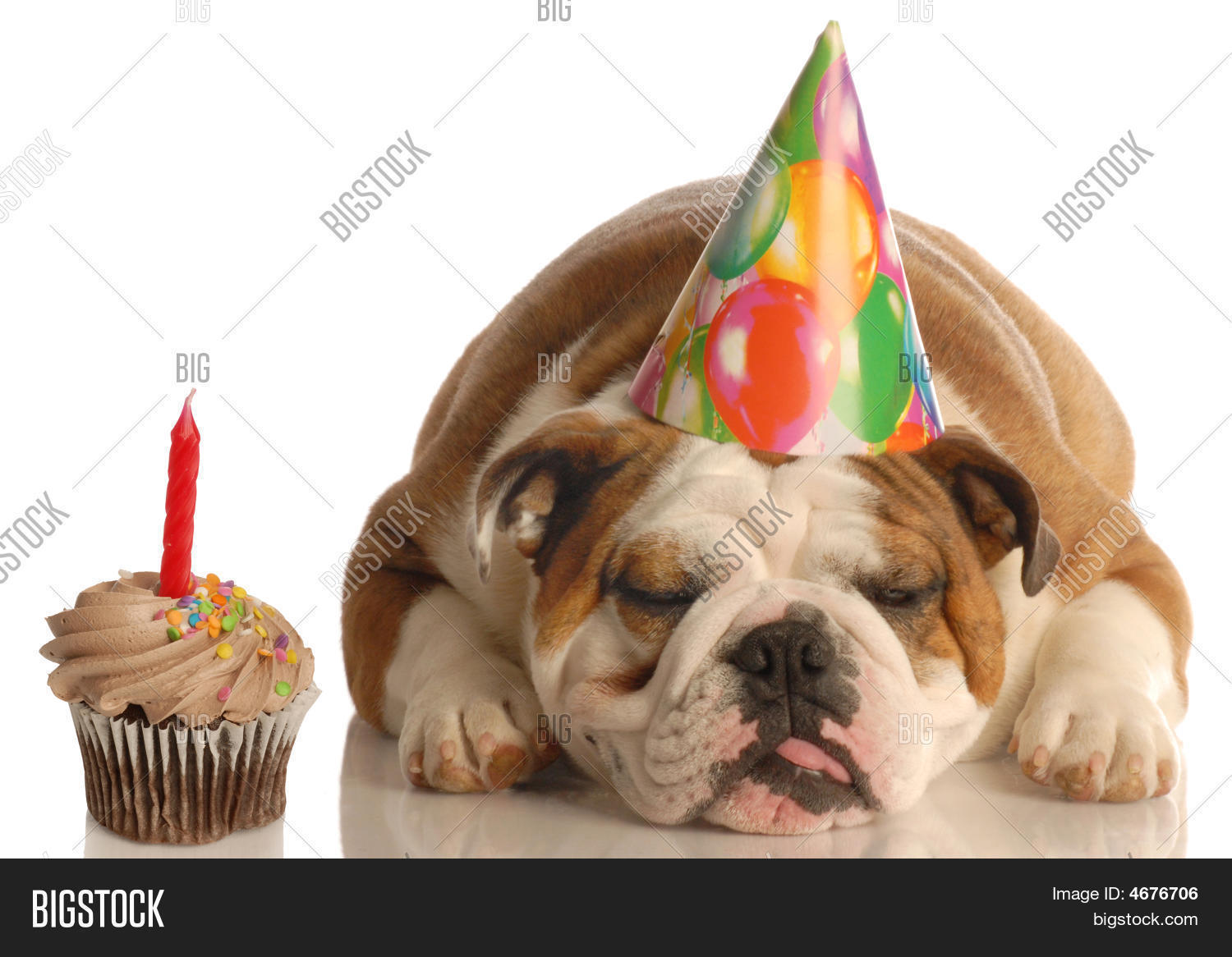 Bulldog Birthday Hat Image & Photo (Free Trial) | Bigstock