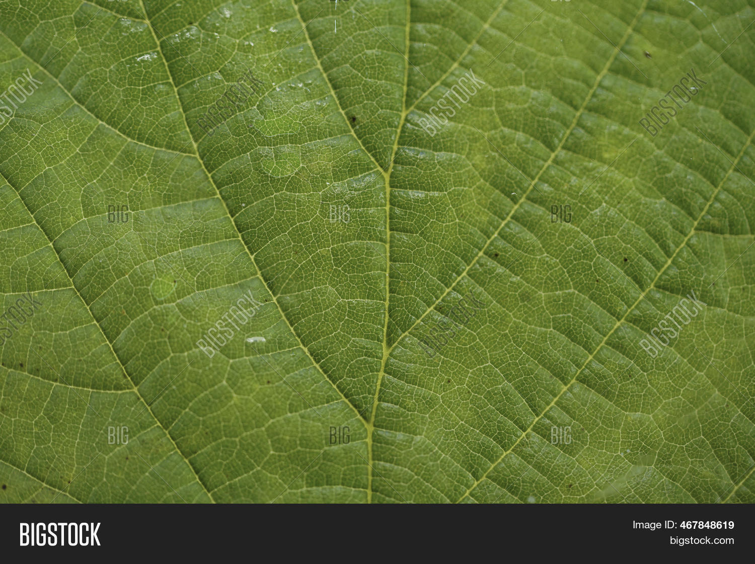 Leaf Deciduous Tree Image & Photo (Free Trial) | Bigstock