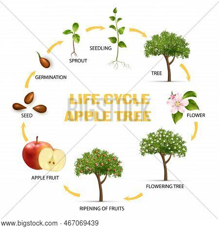 Apple Tree Life Cycle Vector & Photo (Free Trial) | Bigstock