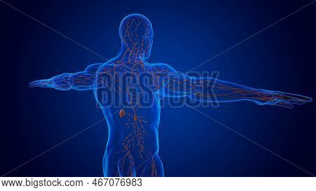 Human Damage Lymph Image & Photo (Free Trial) | Bigstock