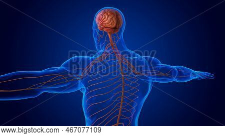 Nervous System Image & Photo (Free Trial) | Bigstock