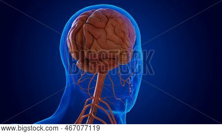 Nervous System Image & Photo (Free Trial) | Bigstock
