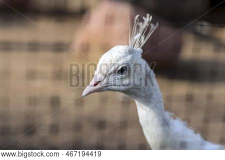White Peacock. Image & Photo (Free Trial) | Bigstock