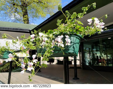 Pelargonium Genus Image & Photo (Free Trial) | Bigstock