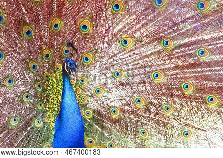 Beautiful Indian Image & Photo (Free Trial) | Bigstock