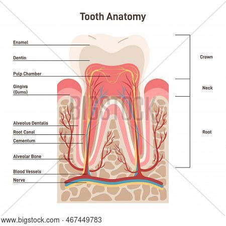 Human Tooth Structure Vector & Photo (Free Trial) | Bigstock