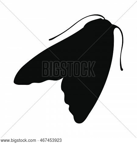 Silhouette Moth. Moth Vector & Photo (Free Trial) | Bigstock