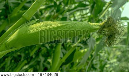 Cultivated Corn Field Image & Photo (Free Trial) | Bigstock