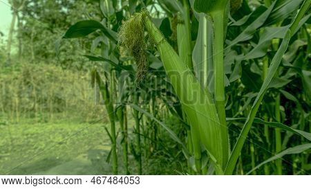 Cultivated Corn Field Image & Photo (Free Trial) | Bigstock