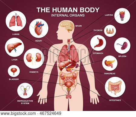 Internal Human Organs Vector & Photo (Free Trial) | Bigstock