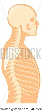 Human Upper Body Side Vector & Photo (Free Trial) | Bigstock