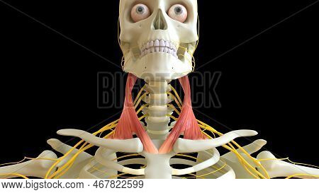 Sternocleidomastoid Image & Photo (Free Trial) | Bigstock