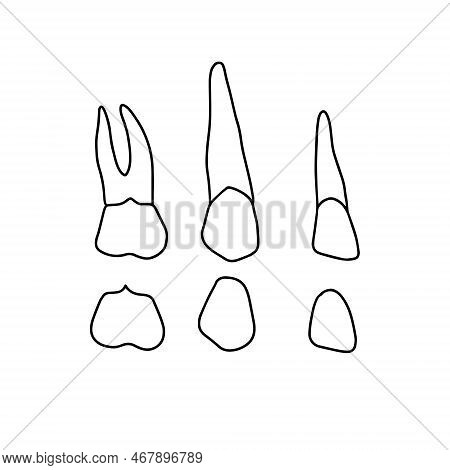 Human Jaw Teeth. Vector & Photo (Free Trial) | Bigstock