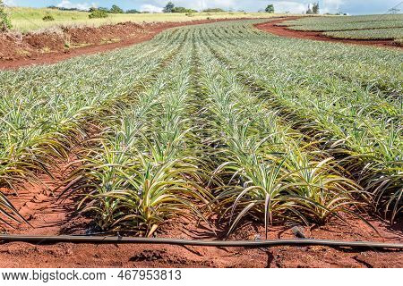 Rows Young Pineapple Image & Photo (Free Trial) | Bigstock