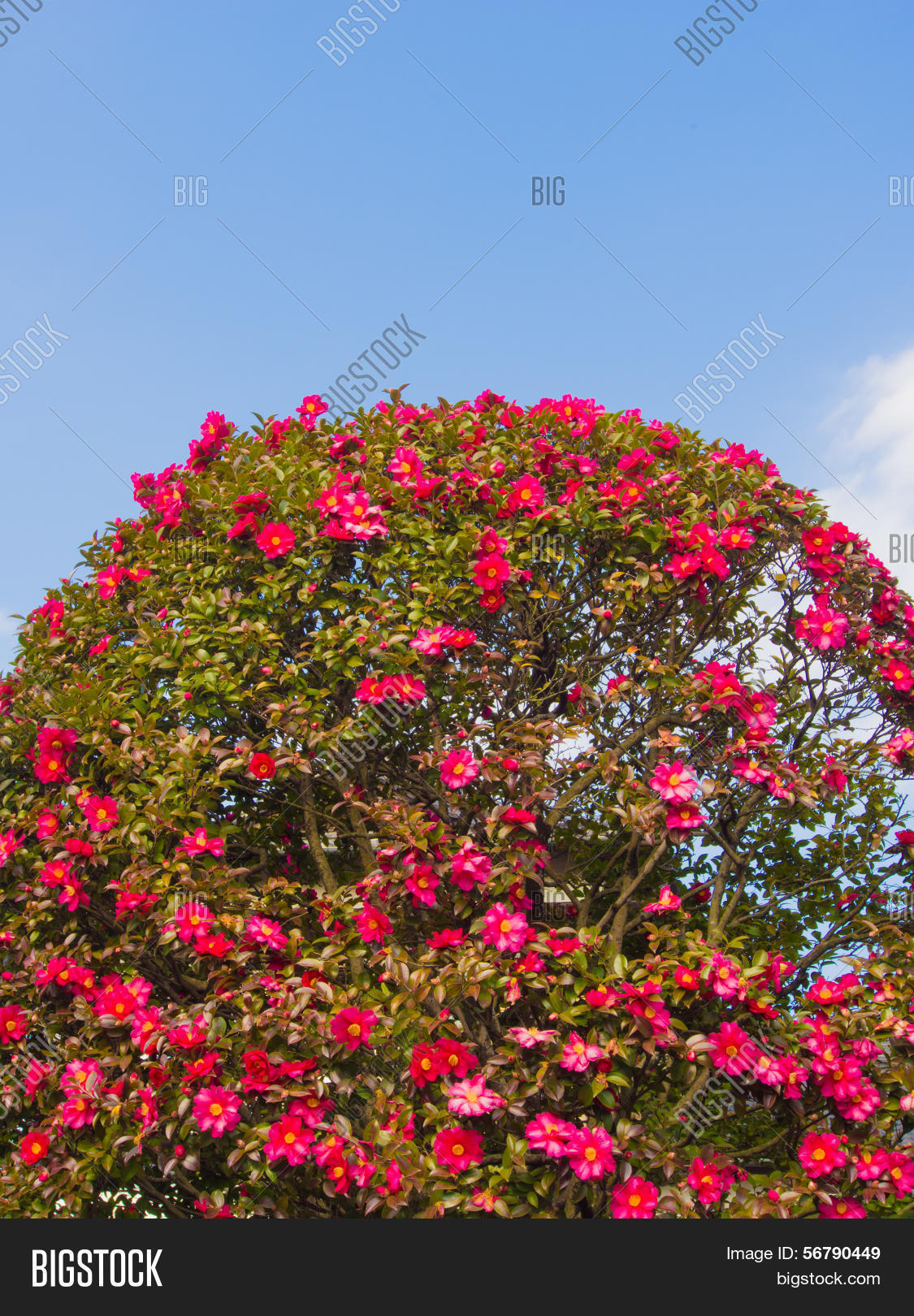 Sasanqua Flowers Bloom Image & Photo (Free Trial) | Bigstock